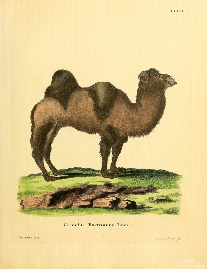 Bactrian Mongolian Camel by History In Your Home Wall Art