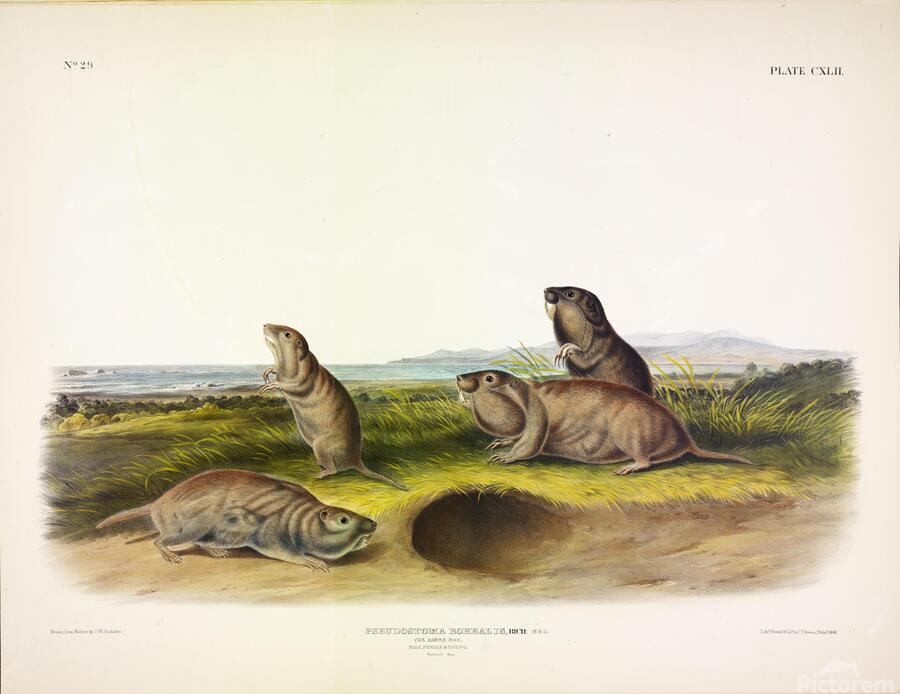 Camas Pocket Gopher by History In Your Home Wall Art