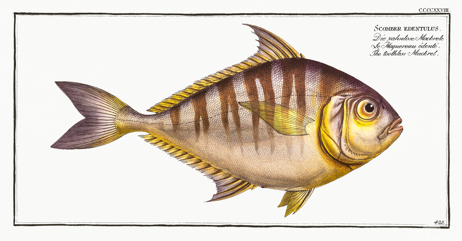 Common Ponyfish by History In Your Home Wall Art