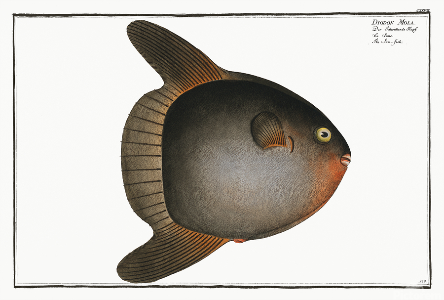 Ocean Sunfish by History In Your Home Wall Art