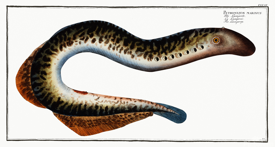 Sea Lamprey Vampire Fish by History In Your Home Wall Art