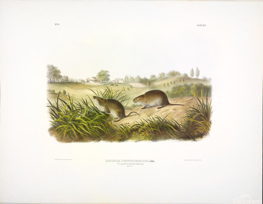 Wilson s Meadow Mouse by History In Your Home Wall Art