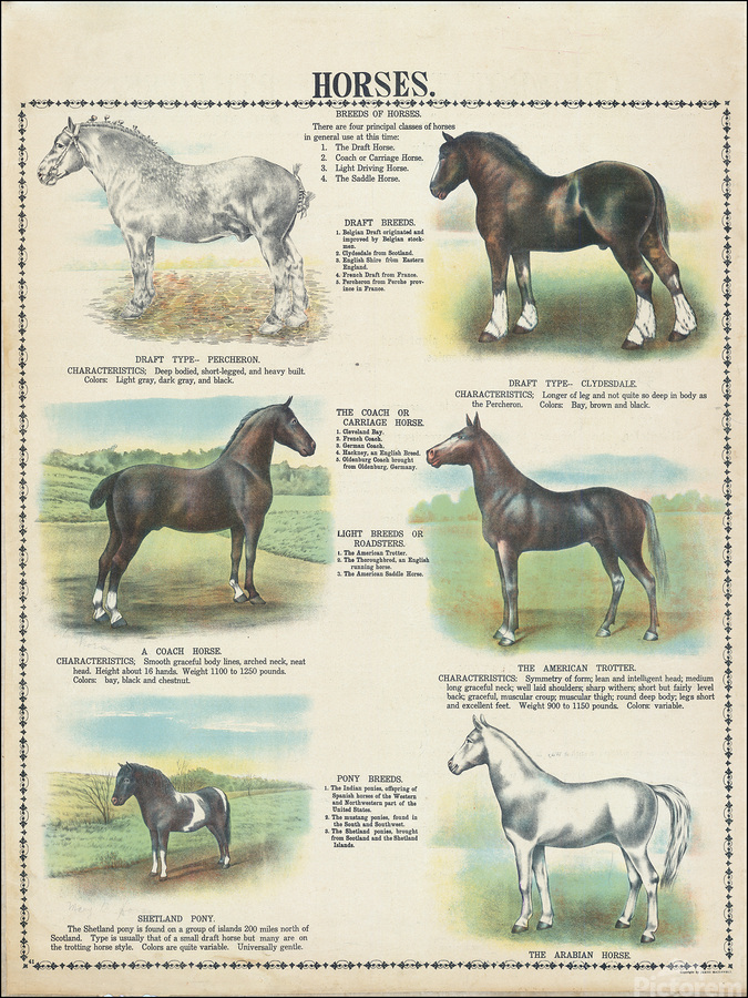 1912 Illustrated Horse Breed Chart Featuring Dozens of Distinct Breeds ...