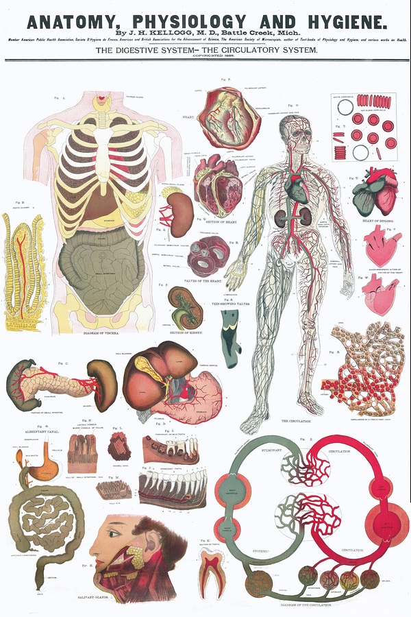 1886 Anatomy Chart of the Digestive System and Circulatory System by ...
