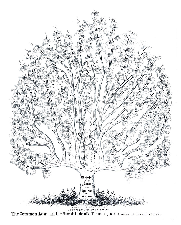 Tree of Law Educational Chart – Visual Diagram of the Historical ...