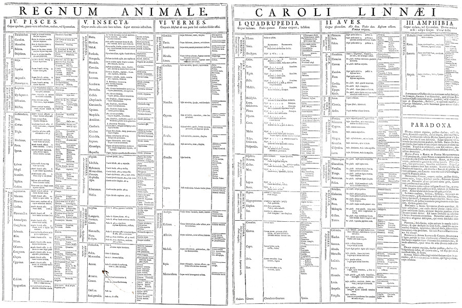1735 Linnaean Animal Taxonomy Chart – Foundational Scientific Diagram ...