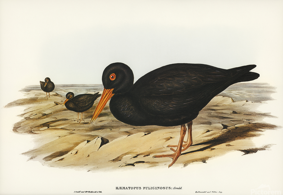 Sooty Oystercatcher by History In Your Home Wall Art