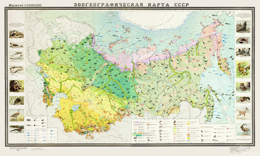 Zoological Map of the Soviet Union – Detailed 20th-Century Soviet ...