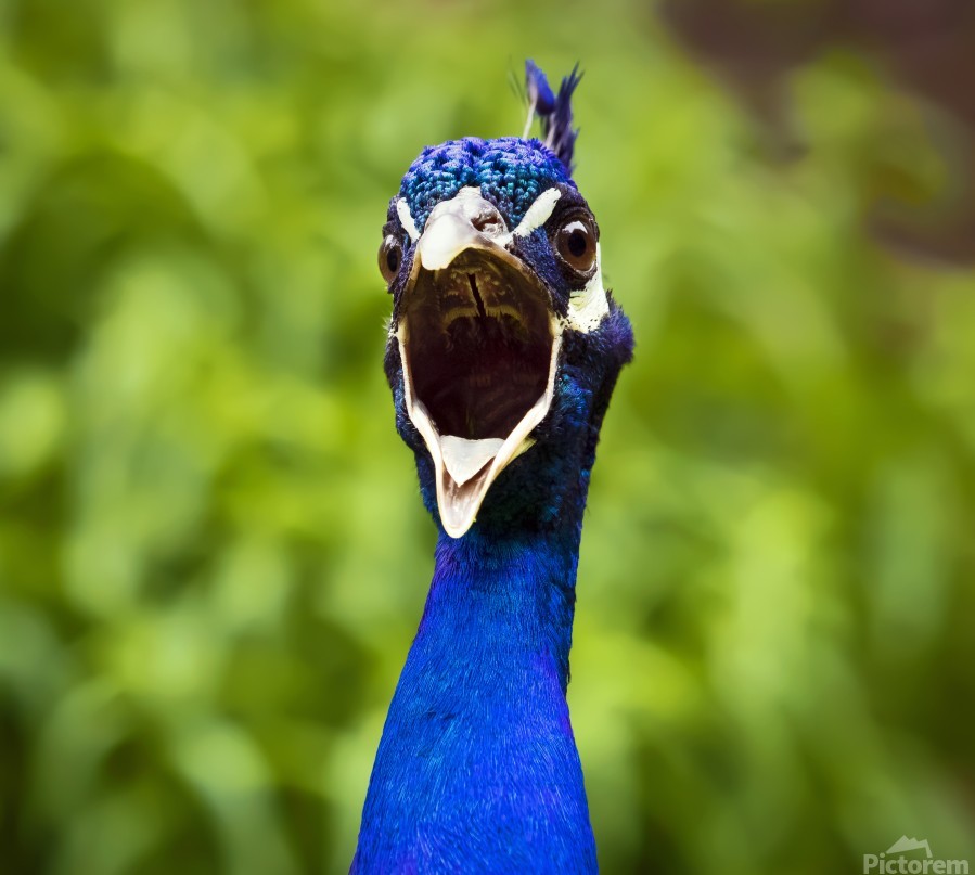 Angry Peacock by James M Gallagher Wall Art