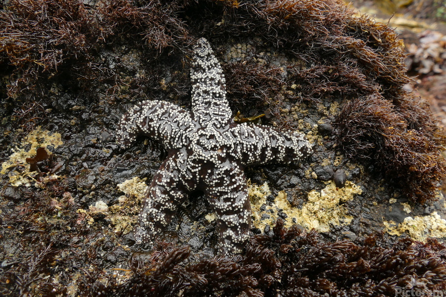 Pacific Black Starfish P1170515 by Marquart Natural Images Wall Art