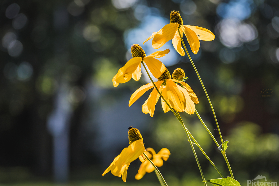 85A4120 by Daniel Thibault artiste-photographe Wall Art