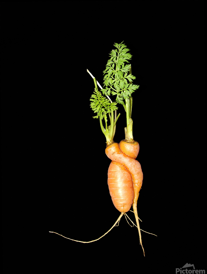 Carrot Love by Adel B Korkor Wall Art