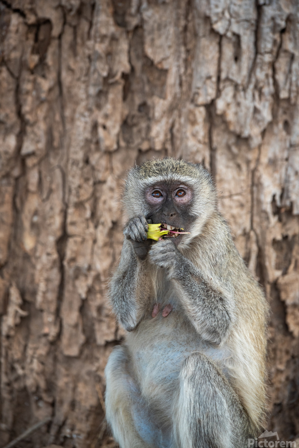 Monkey Eating - Mana Pools National Park Zimbabwe by Two Dusty ...