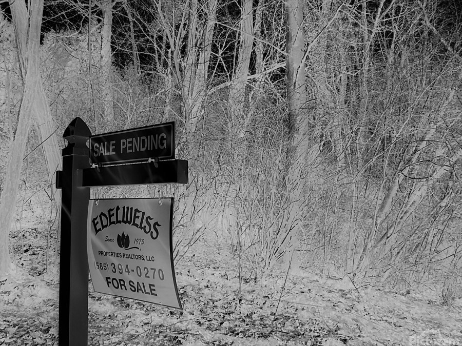 Nature For Sale by Daniel Rothenberg Wall Art