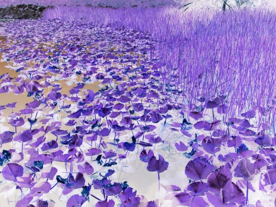 Waterlilies by Daniel Rothenberg Wall Art