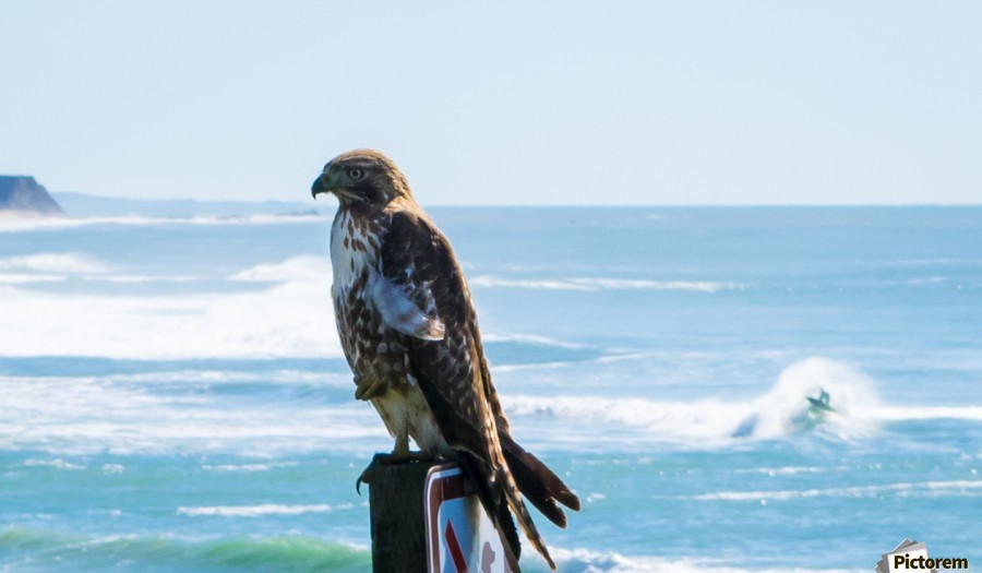 hawk by Clare Kathleen Cornelius Wall Art