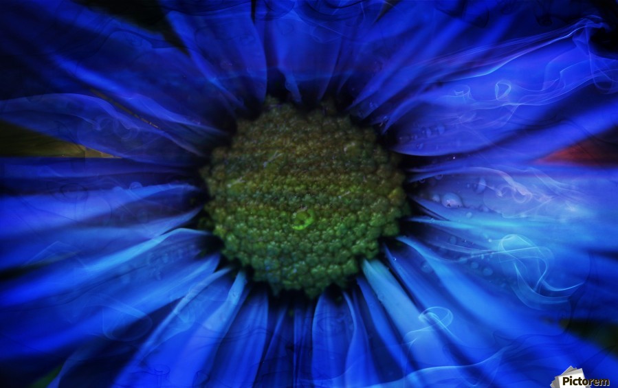 FPS-0064 by Simon Maxx Gallery Wall Art