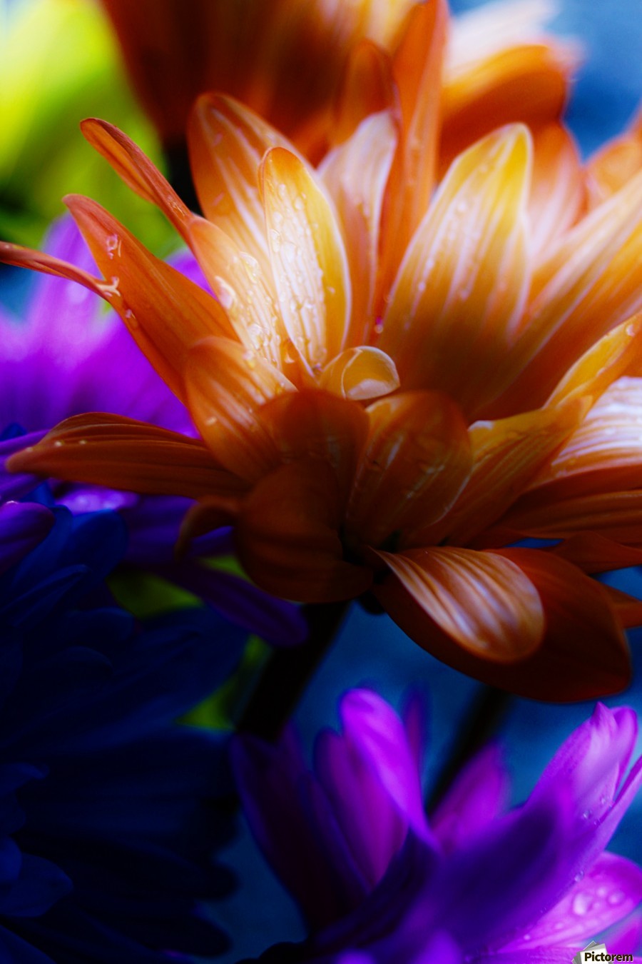 FPS-0059 by Simon Maxx Gallery Wall Art