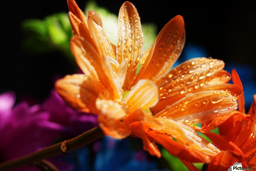 FPS-0060 by Simon Maxx Gallery Wall Art