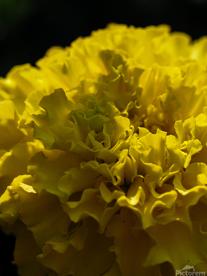 Carnation by Resonant Reflections Wall Art