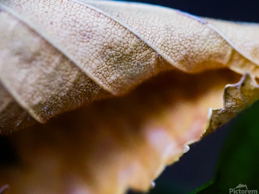 The shell by Resonant Reflections Wall Art