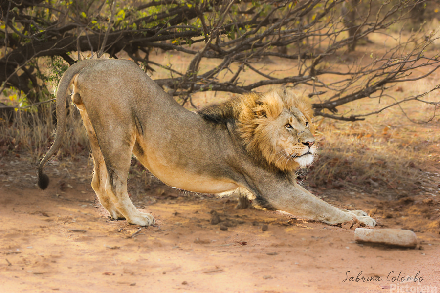 stretching lion
