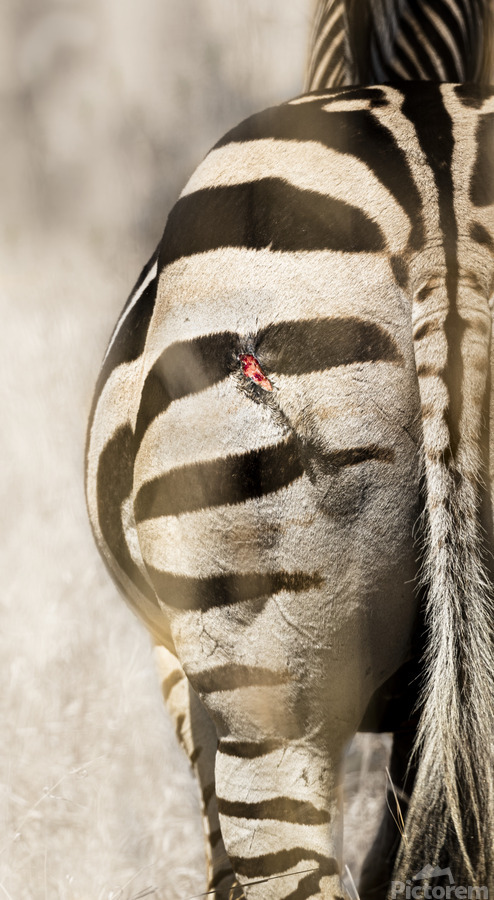Scars - Zebra with Lion Clawmark by Sabrina Colombo Wall Art