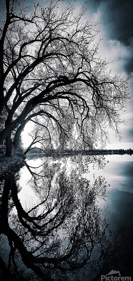 Milo s Tree by Lori Gallery Wall Art