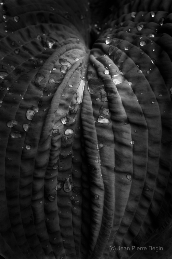 Hosta 2 by Jean Pierre Begin Wall Art