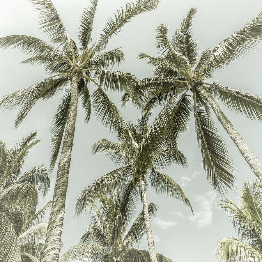 Lovely Palm Trees | Vintage by Melanie Viola Wall Art