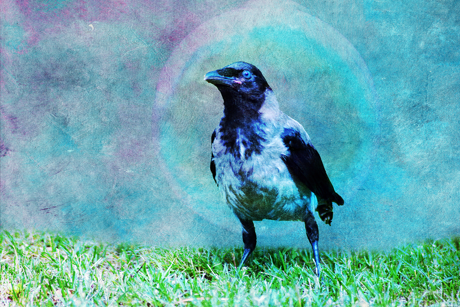 Blue Eyed Crow by Randi Grace Nilsberg Wall Art