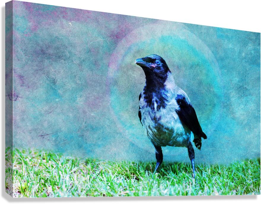 Blue Eyed Crow by Randi Grace Nilsberg Wall Art