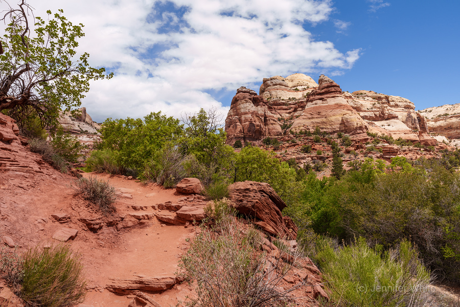 Desert Walkway In Grand Staircase Escalante by Jennifer White Wall Art