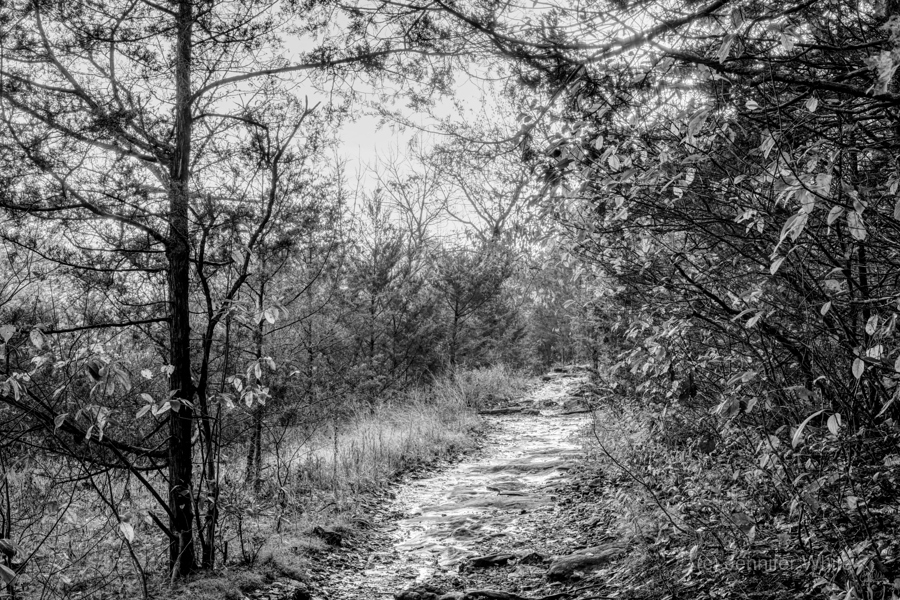 Forest Sunrise Hike Grayscale by Jennifer White Wall Art