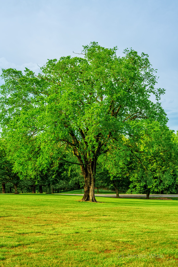 Enduring Elm Tree by Jennifer White Wall Art
