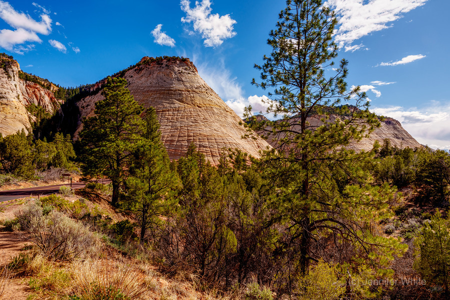 Checkerboard Mesa And Pine Tree by Jennifer White Wall Art