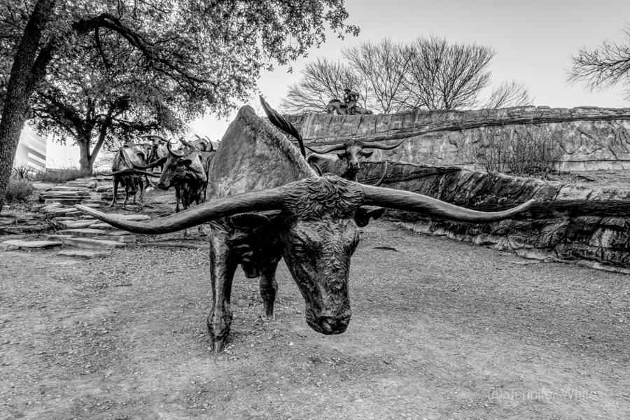 Bull Steer Statue Dallas Grayscale by Jennifer White Wall Art