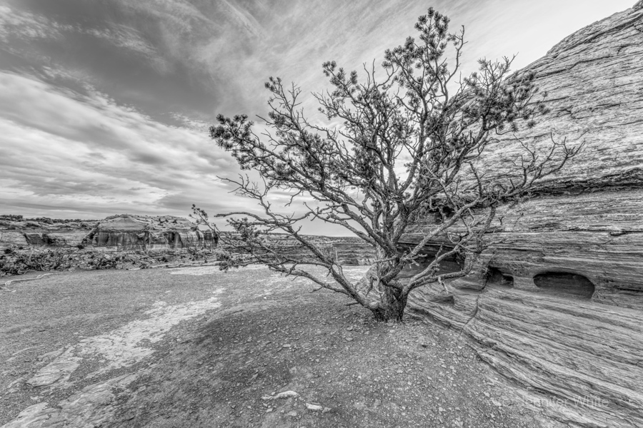 Utah Cedar Juniper Shafer Canyon Grayscale by Jennifer White Wall Art