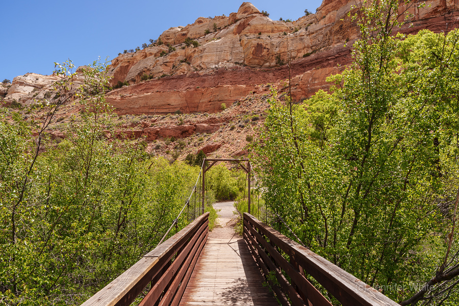 Calf Creek Swinging Bridge View by Jennifer White Wall Art