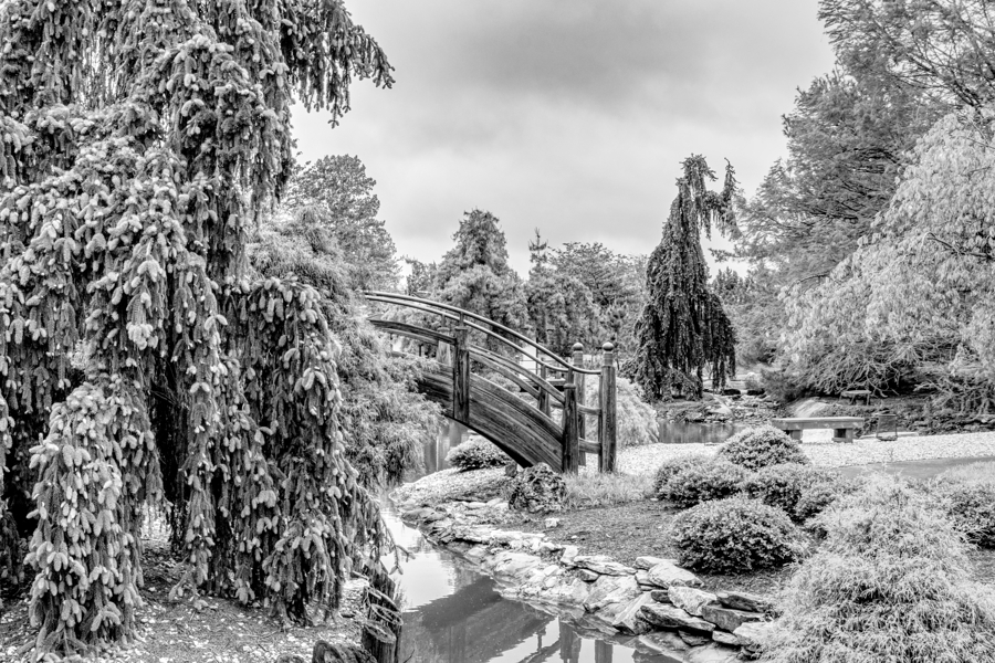 Spring At A Japanese Garden Grayscale by Jennifer White Wall Art