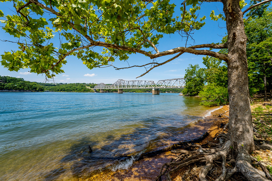 Shell Knob 39 Bridge Tree View by Jennifer White Wall Art