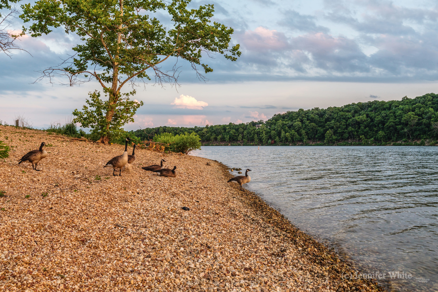 Geese Watching The Sunset by Jennifer White Wall Art