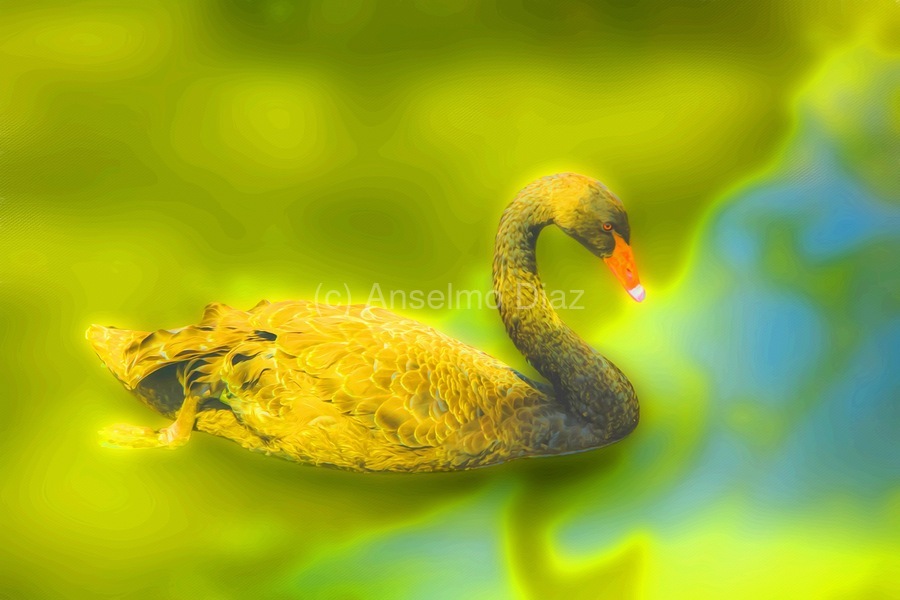 SWAN 1 by Anselmo Diaz Wall Art