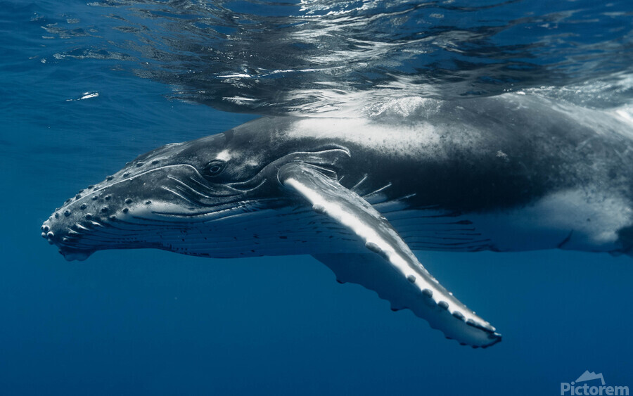 Eye Contact by Sarah Teng Wall Art