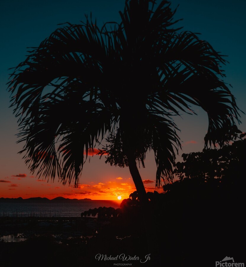 sunrise palm wide by Michael Winter Jr Photography Wall Art