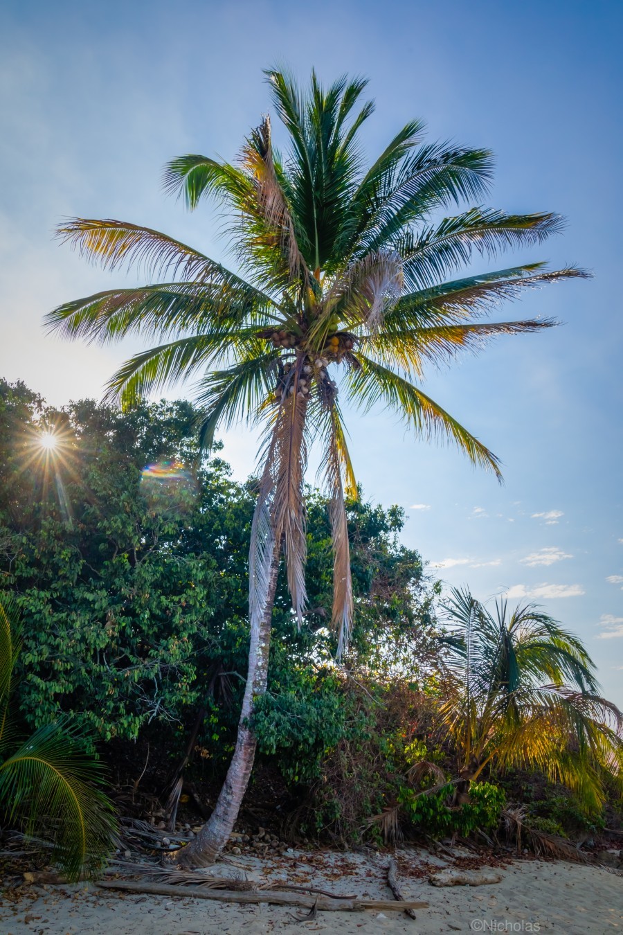 Palm Tree and Sun Star by Nicholas Wall Art