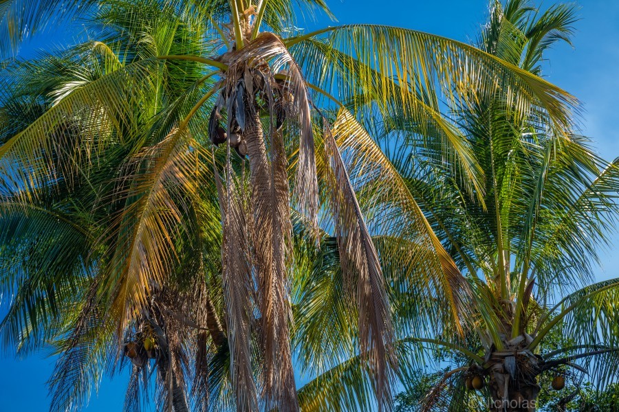 Two Palms by Nicholas Wall Art