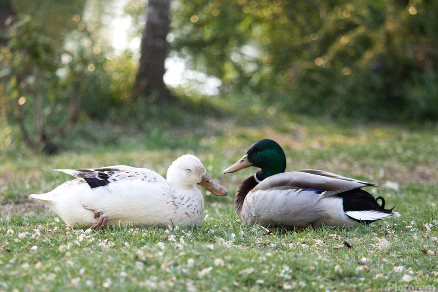 Chilling Ducks by NTG Photos Wall Art