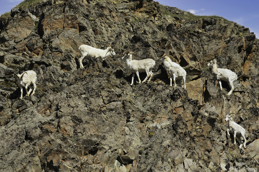 Dall Sheep 1 by Wayne Harger Alaska Wall Art