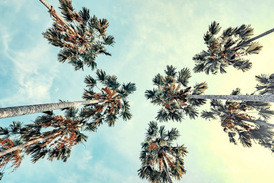 Palm trees by Manjik Pictures Wall Art